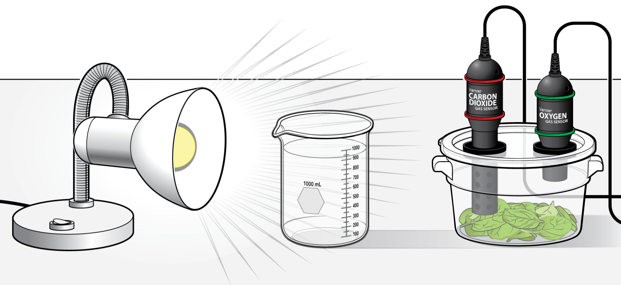 Tips and Tricks for Success with Photosynthesis
