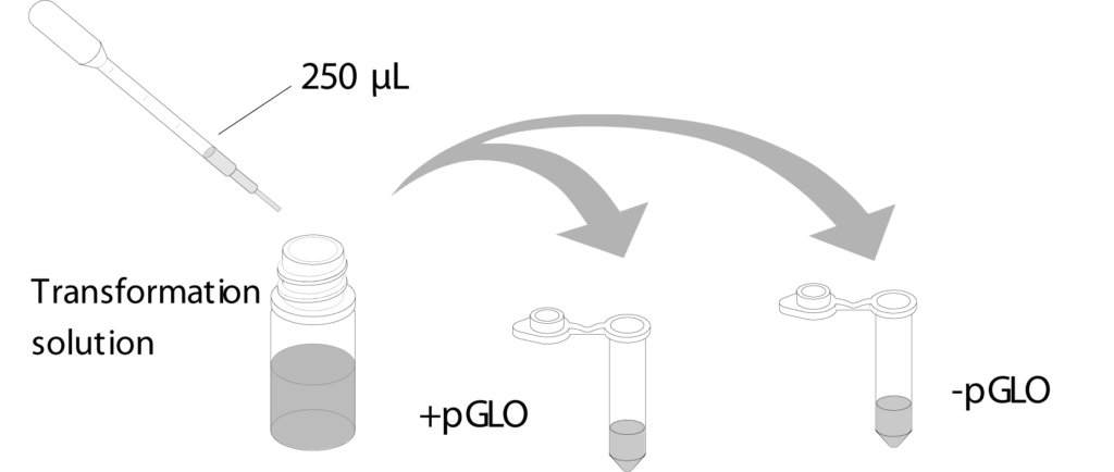 pGLO™ Bacterial Transformation > Experiment 6A from Advanced Biology ...