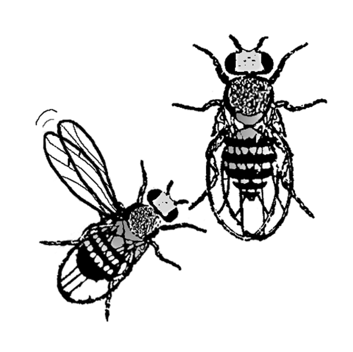 Animal Behavior > Experiment 11 from Advanced Biology with Vernier