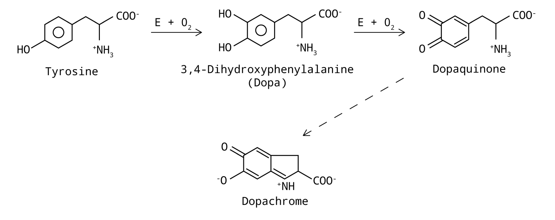 Enzyme Analysis using Tyrosinase > Experiment 15 from Advanced Biology ...