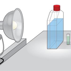 C1.3.3—Oxygen as a by-product of photosynthesis in plants, algae and ...