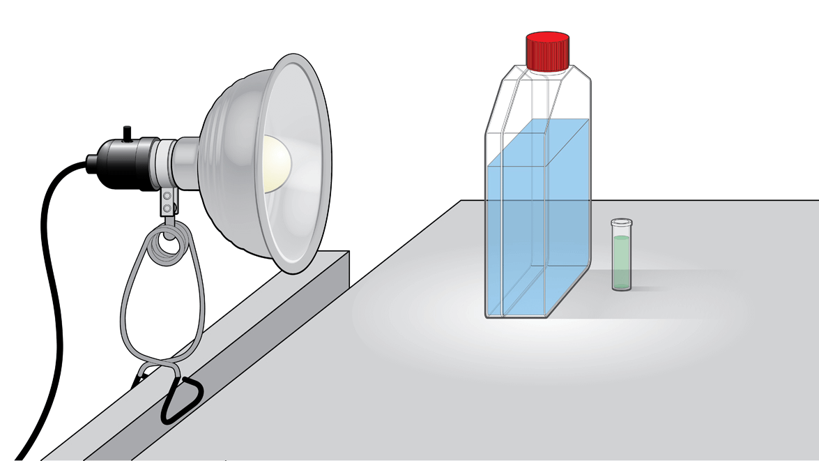 Photosynthesis by Chloroplasts > Experiment 12 from Investigating ...