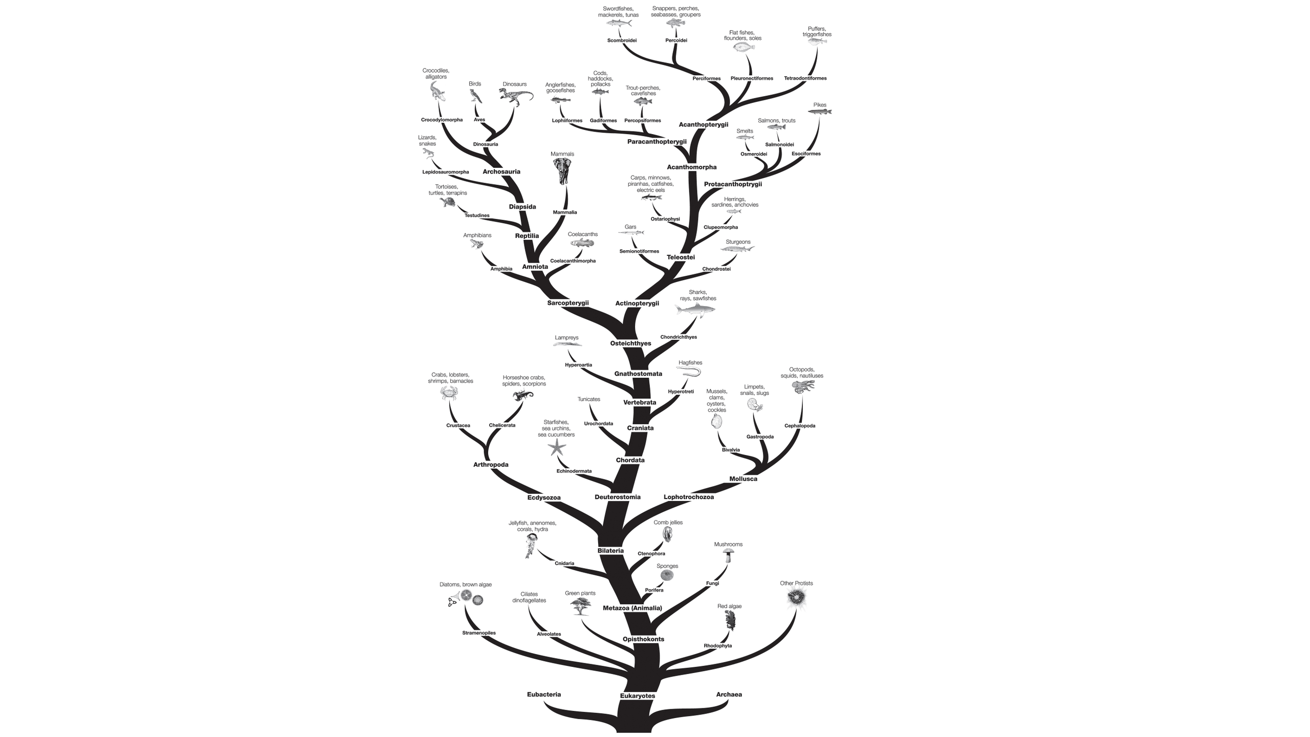 Introduction to Molecular Evolution > Experiment 21 from Investigating ...