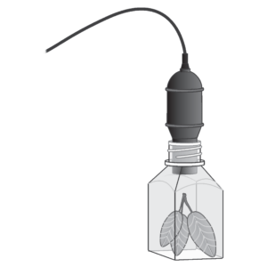 2.9 Photosynthesis - Vernier