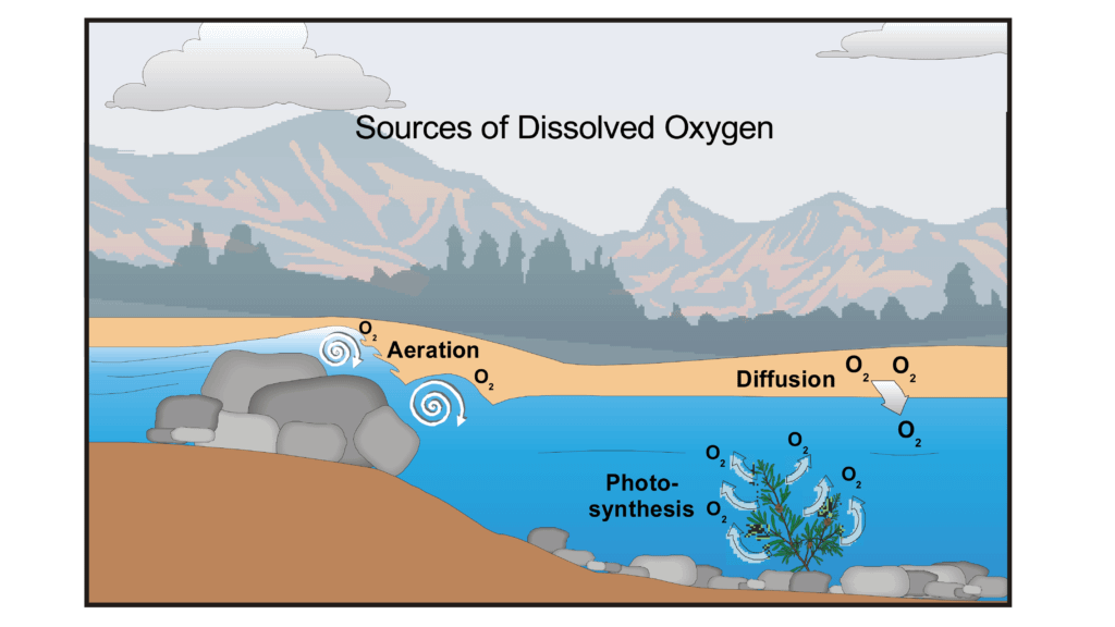 Biochemical Oxygen Demand > Experiment 16 from Investigating ...