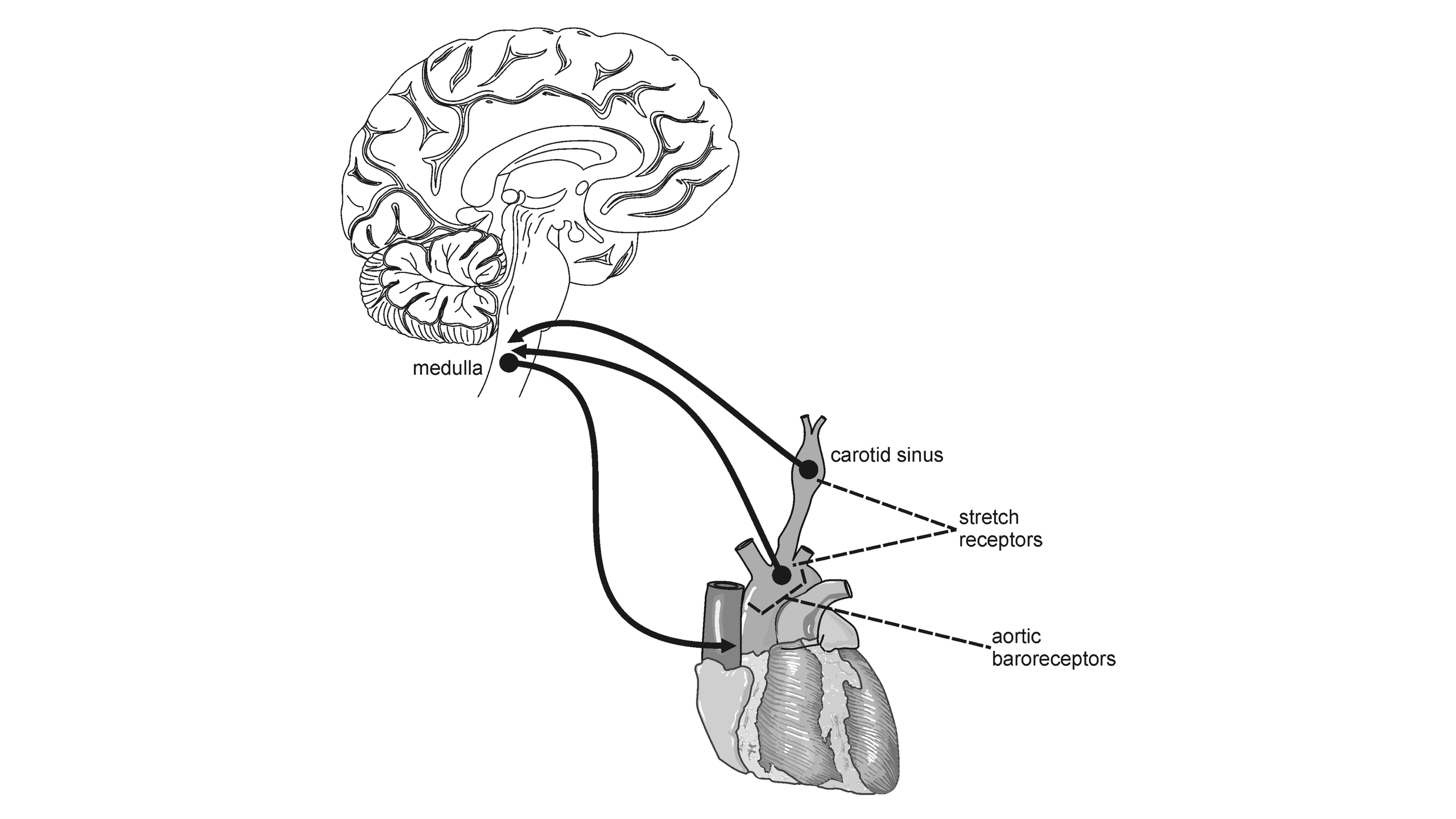 Heart Rate and Blood Pressure as Vital Signs > Experiment 10 from Human Physiology with Vernier