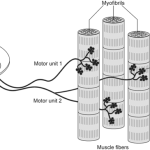 B3.3.4—Structure and function of motor units in skeletal muscle - Vernier