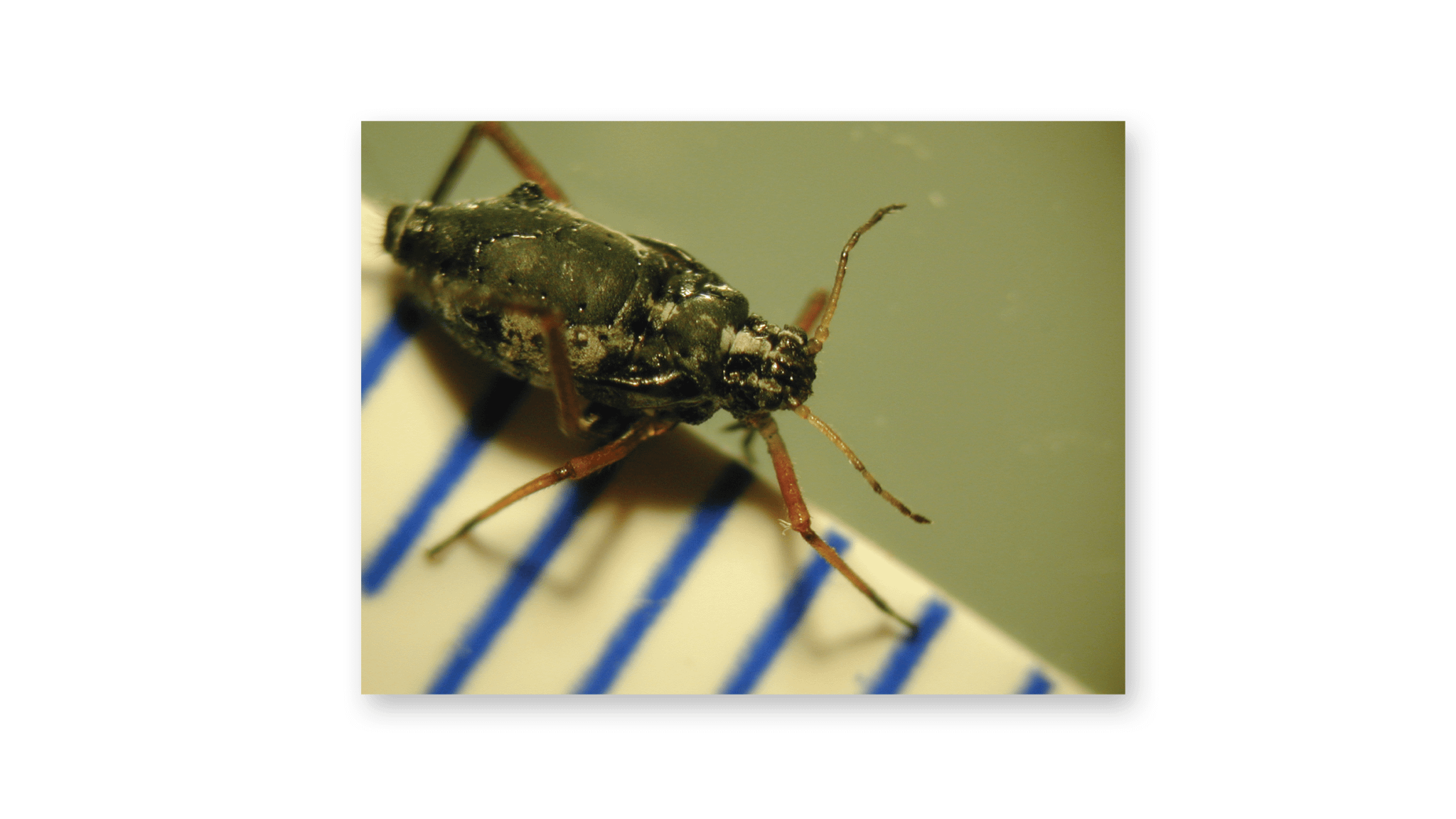 ProScope HR Digital Microscope Kits - Vernier