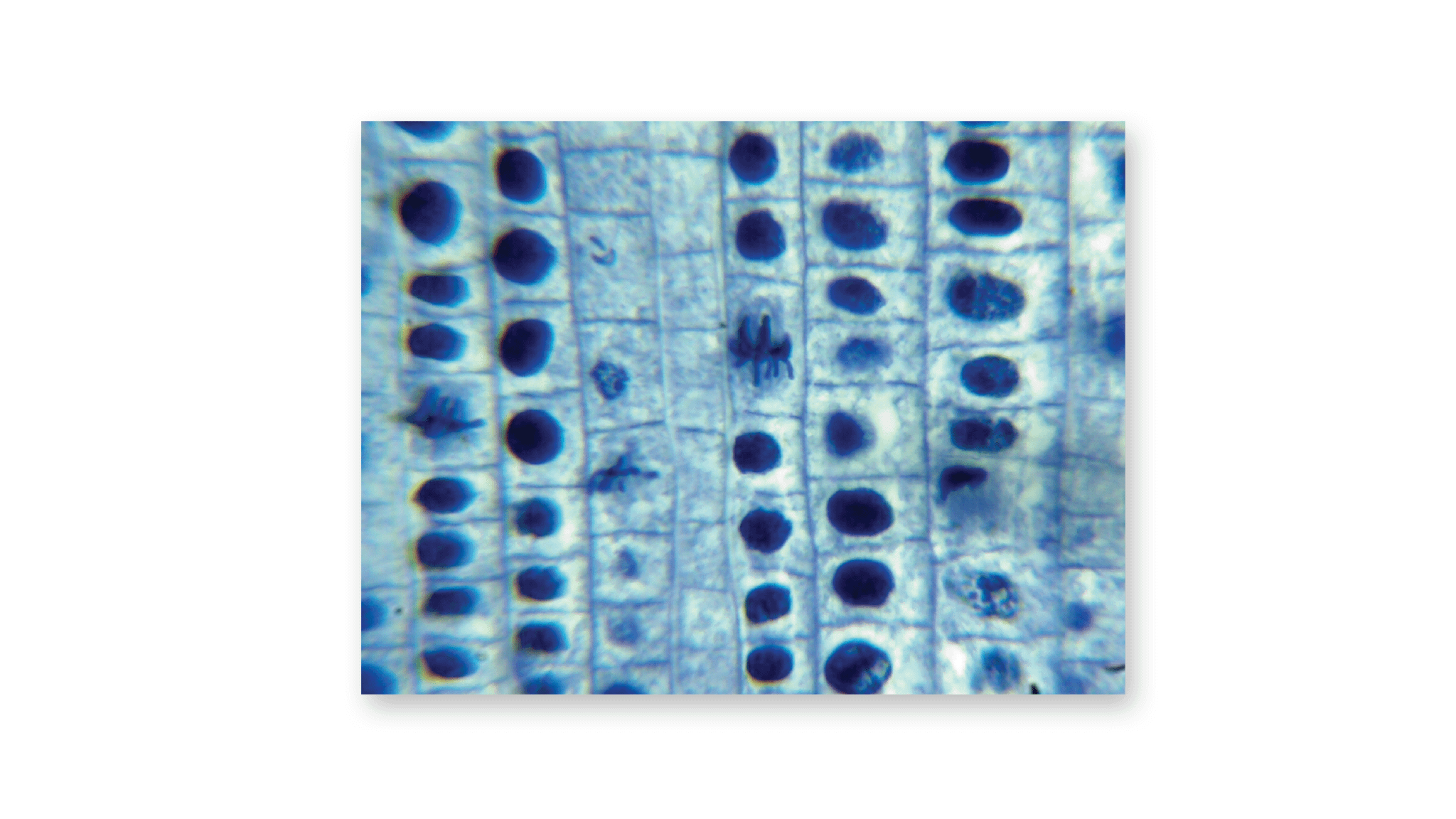 ProScope HR Digital Microscope Kits - Vernier